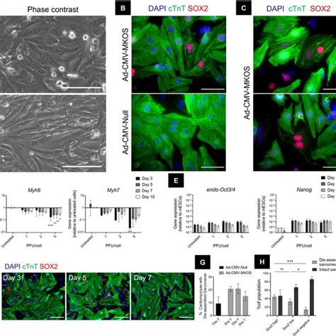 Partial Reprogramming Of Cardiomyocytes Is Enhanced By Additional Media Partial Reprogramming Of Cardiomyocytes Is Enhanced By Additional Media