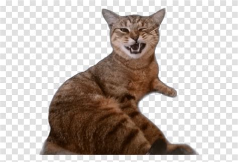 Cat Wink Cute Funny Kitty Meme Catsticker Cats Cat Yawns Abyssinian