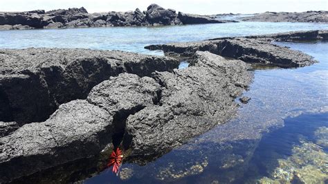 Kapoho Tide Pools Pahoa Lo Que Se Debe Saber Antes De Viajar