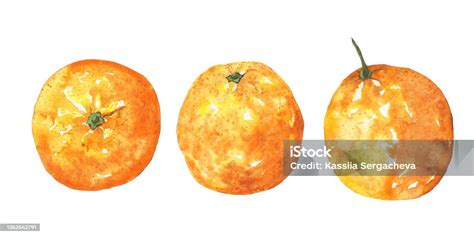 아쿠아렐 오렌지 시트러스 과일은 흰색 배경에 고립되어 있습니다 한 만다린의 수채화 손 그림 그림 식품 디자인 메뉴 커버 인쇄 로고에 완벽한 클립 아트 3가지 개체에 대한