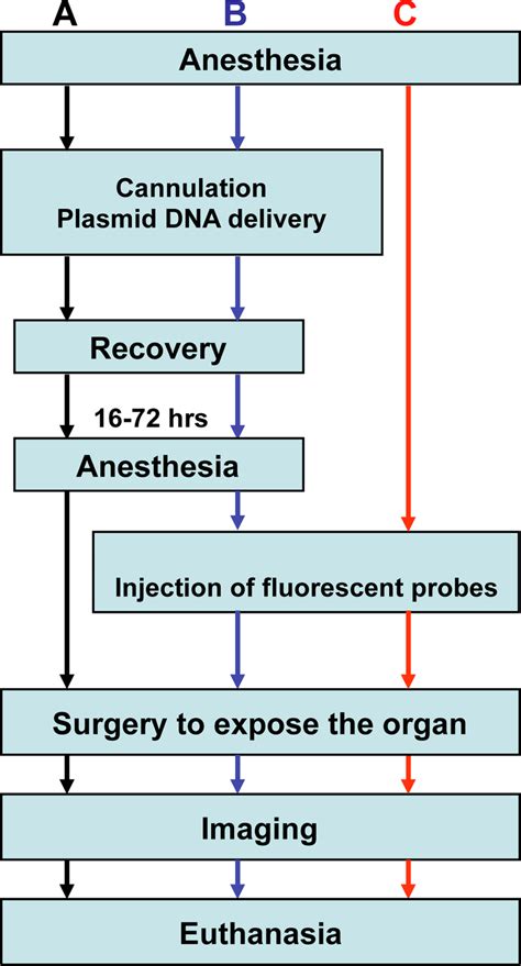 Flowchart Of Common Experimental Procedures For Intravital Microscopy Download Scientific