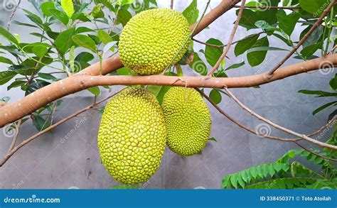 Mini Jackfruit Is One Of The Superior Types Of Jackfruit That Has Been Widely Cultivated By The