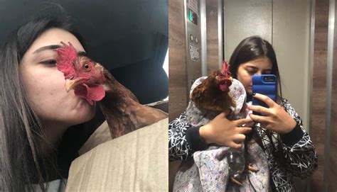 ქათამი რომელსაც ოპერაცია გაუკეთდა მოკვდა Ttimes Ge