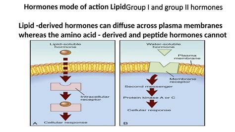 Biochemistry Hormone Classification Byneha Yadav Pptx