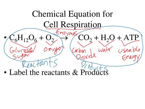 Ppt Understanding Enzymes Their Role In Photosynthesis And Cellular