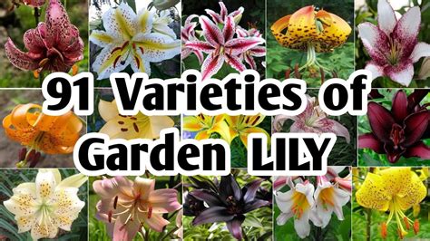 Different Types Of Lilies Plants Lily Bulbs Shop 27 Varieties Eden