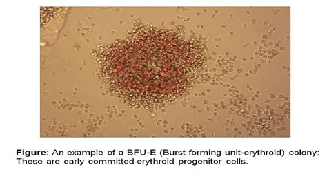 Stemfate™ Cfc Cfu Differentiation Assay Kit For Human Cells I Biovision Inc Cellular Assays