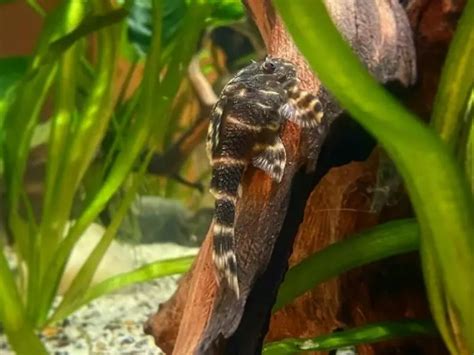 Plecostomus Care Guide Care Sheet Tank Mates Diet Breeding And More