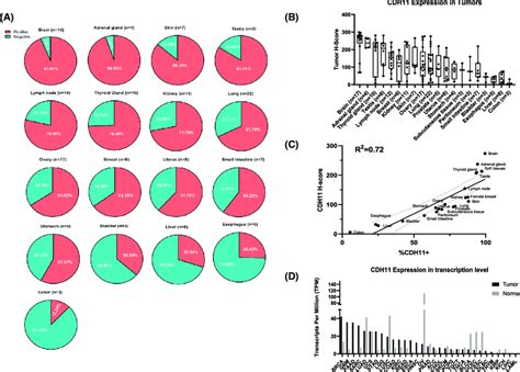 tissue microarray tma analysis reveals cdh11 expression in various