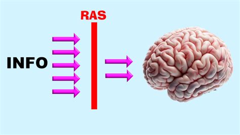 Reticular Activating System Location