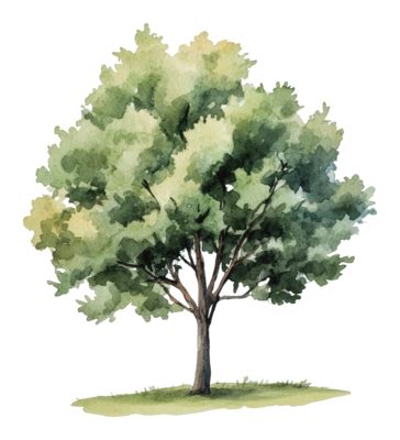 Tree Sketch PNGs For Free Download