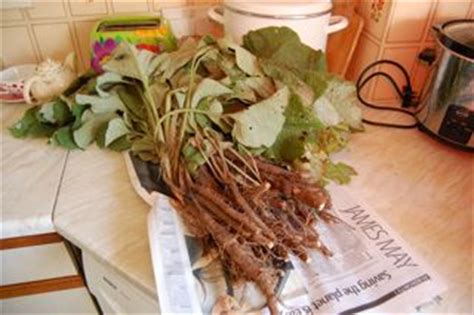 Burdock Root Stir Fry Eatweeds Handmade By Robin Harford