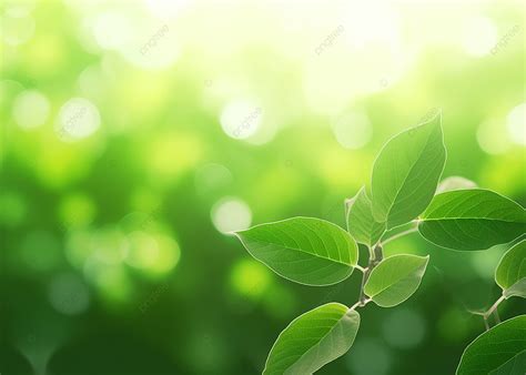 정원에서 녹색 잎의 자연 자연 잎 식물 잎 초록 자연 배경 일러스트 및 사진 무료 다운로드 Pngtree