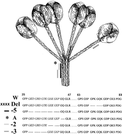 Identification Of A Site On Mannan Binding Lectin Critical For Enhancement Of Phagocytosis