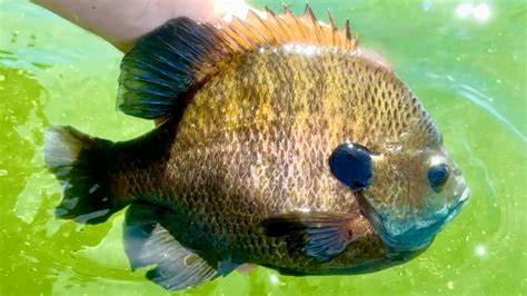 Catching Freak Public Water Bluegill Youtube