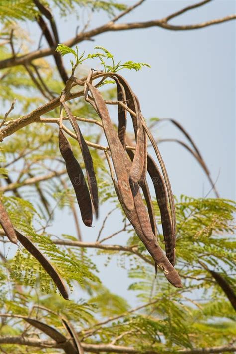 Hanging Seed Pods Stock Photos - Download 499 Royalty Free Photos