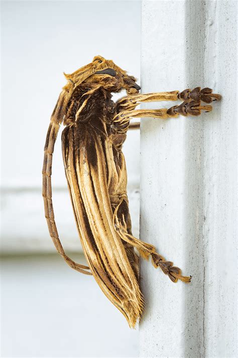 Focus Stacked Insect From My Trip To Thailand In 2014 Insect Species