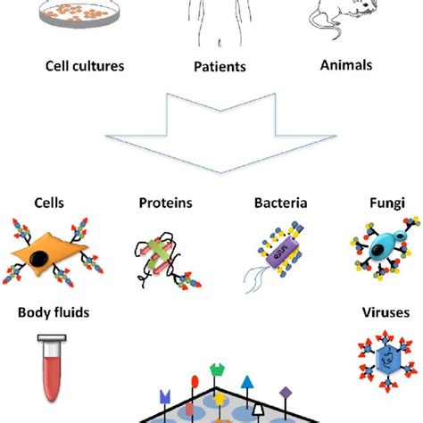 The Applications Of Lectin Microarrays For Screening Glycan Biomarkers
