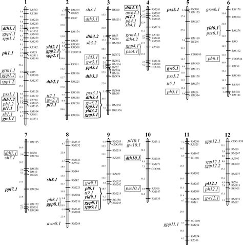 molecular linkage map with positions of qtls for 13 traits qtls were