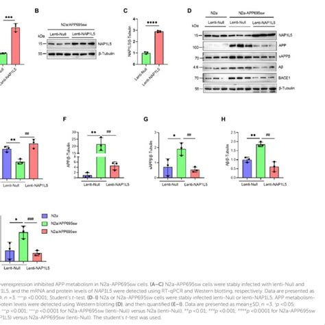 Three Dimensional Reconstruction Of Fact Spt16Δntd Truncated Mutant