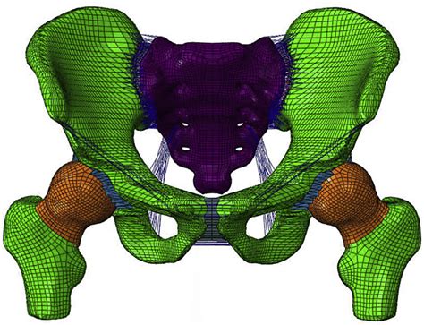 Finite Element Model Of The Pelvis Download Scientific Diagram