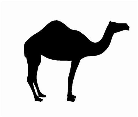 D Dromedary Camel Model