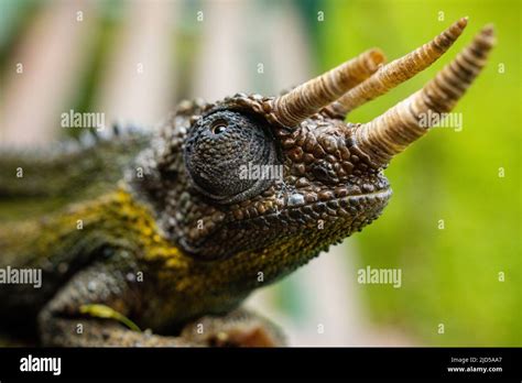 Jacksons Chameleon Also Known Commonly As Jacksons Horned Chameleon