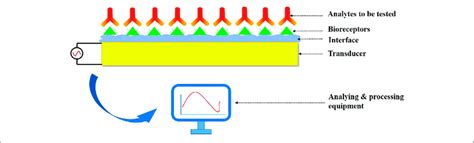 The Structure Of A Biosensor Download Scientific Diagram