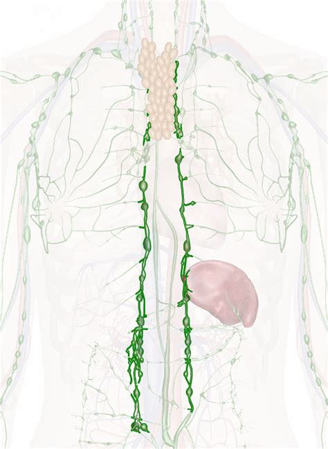 Lymph Drainage Map Coolmfil