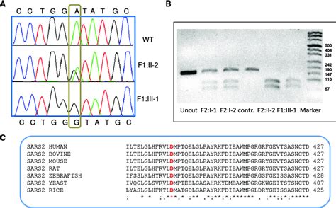 Mutation Analysis Of Dna Samples From Patients Carriers And Normal Download Scientific