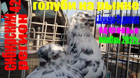 ГОЛУБИ,ЦЕНЫ,РЫНОК,ноябрь 2022г.АНЖЕРО-СУДЖЕНСК. - YouTube