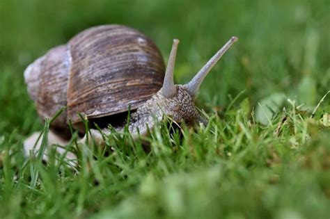 Snail Example Ecosystem At Aiden Ligar Blog