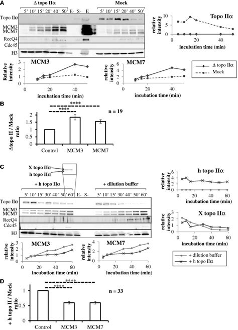 Effects Of Topo Iiα Depletion A And B Or Addition C And D On Download Scientific Diagram