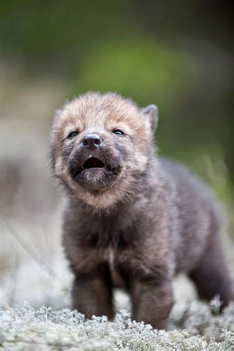 15 Photos Of Adorable Howling Wolf Pups Will Make Your Day Wolf Pup