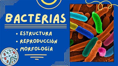 Bacteria Estructura