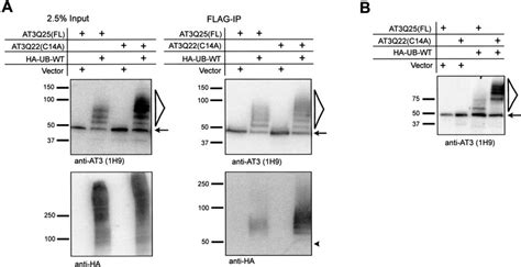 Increased Ubiquitination Of Catalytically Inactive Ataxin 3 A Western Download Scientific