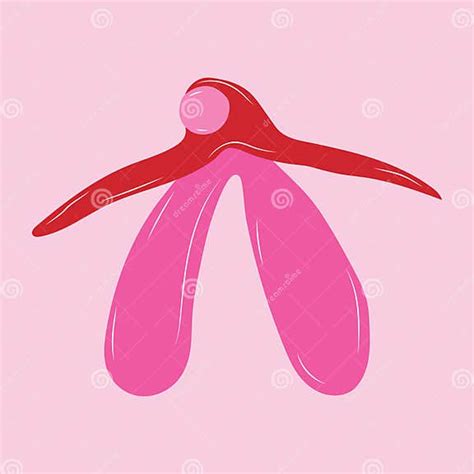 Reproductive System Of The Clitoris Clitoral Glans Stock Vector
