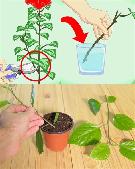 4 Methods Of Propagating Hibiscus Success Tips Citycacti