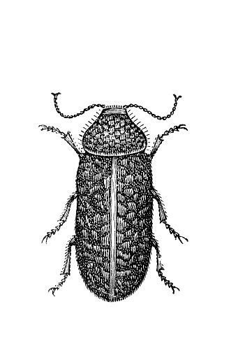 A 그라나트에 의해 이전 책 백과 사전에서 딱정벌레의 그림 Vol 3 S 피터스 버그 1896 0명에 대한 스톡 벡터 아트 및 기타 이미지 Istock