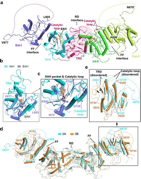 Crystal Structure Of Homotetrameric Dnmt3a Mtase Domain A Ribbon Download Scientific Diagram