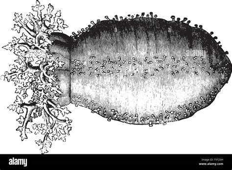 Sea Cucumbers Are Echinoderms From The Class Holothuroidea Vintage