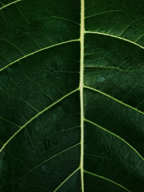 Premium Photo Green Leaf Background Texture