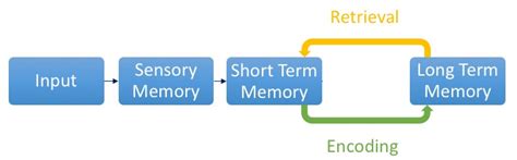 Memory Systems Foundations Of Neuroscience