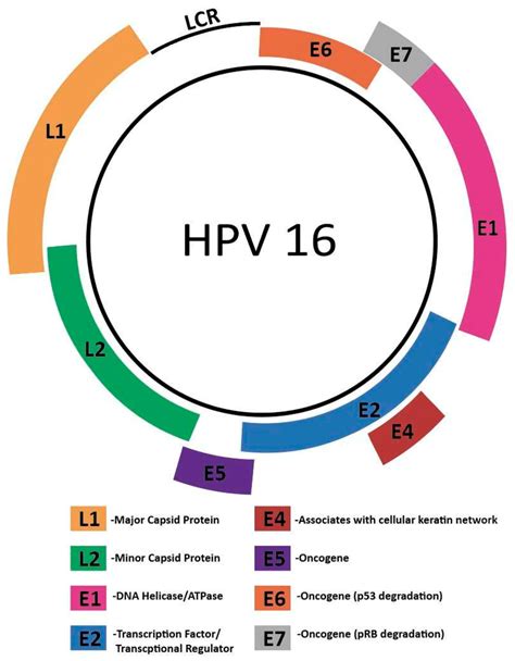 Genome Structure Of Hpv16 The Hpv Genome Includes A Long Control Download Scientific Diagram