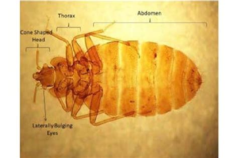 Bed Bug Labelled Under Sterio Microscope Download Scientific Diagram
