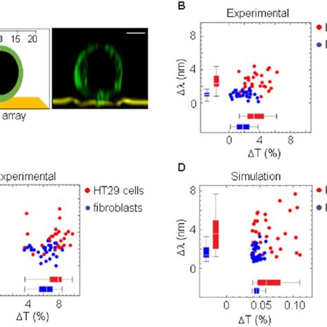 Actin Cortex Plays A Major Role In The Spectral Differences Between Download Scientific Diagram