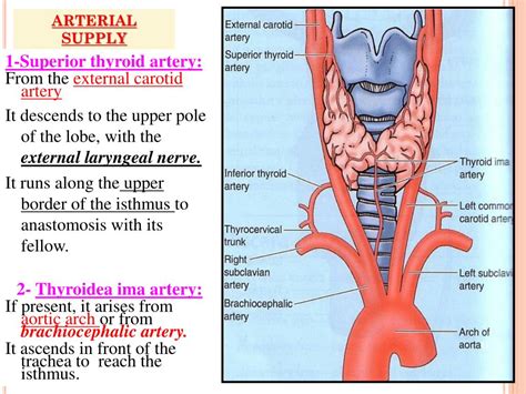 Ppt Thyroid Parathyroid And Suprarenal Glands Powerpoint