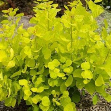 Cotinus Smokebush Shrubs And Trees Shrubs And Trees Garden Plants