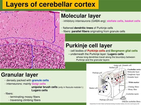 Basket Cell Cerebellum
