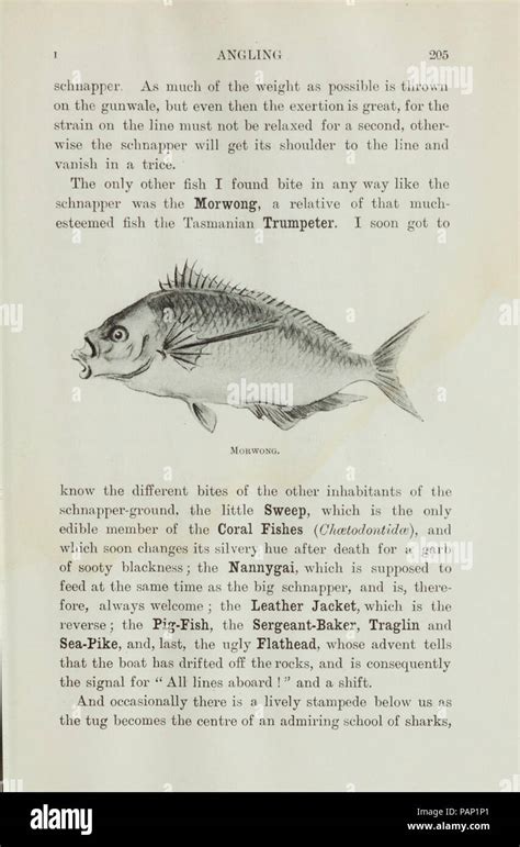 A sketch of the natural history of Australia (Page 205 Stock Photo - Alamy